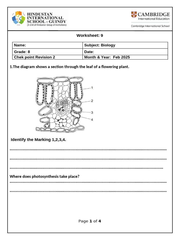 8th Grade Biology Revision Worksheet | PDF | Excretion | Plants