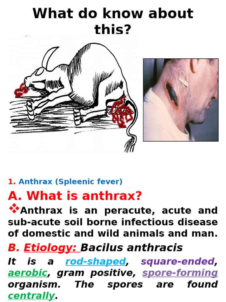 Large Animal Medicine-1 | PDF | Anthrax | Medical Specialties