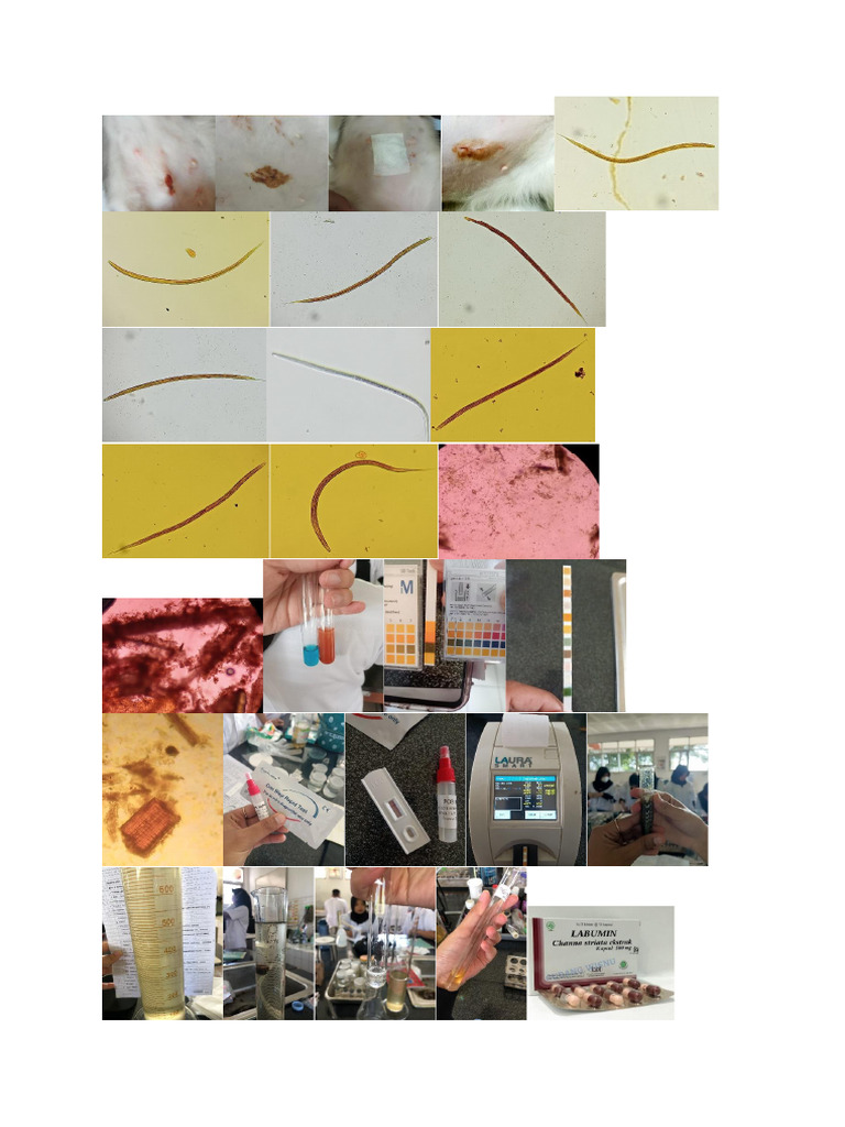 Aaaaa | PDF