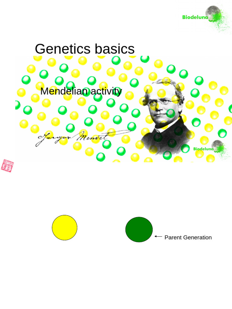 Mendelian Genetics Basics | PDF | Dominance (Genetics) | Genotype