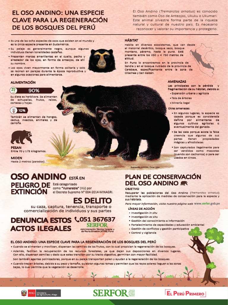 Oso Andino: Alimentación y Conservación | PDF | Osos | Entorno natural