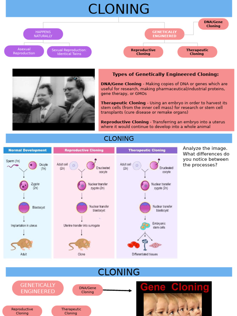 Cloning Notes and Lab | PDF | Cloning | Developmental Biology