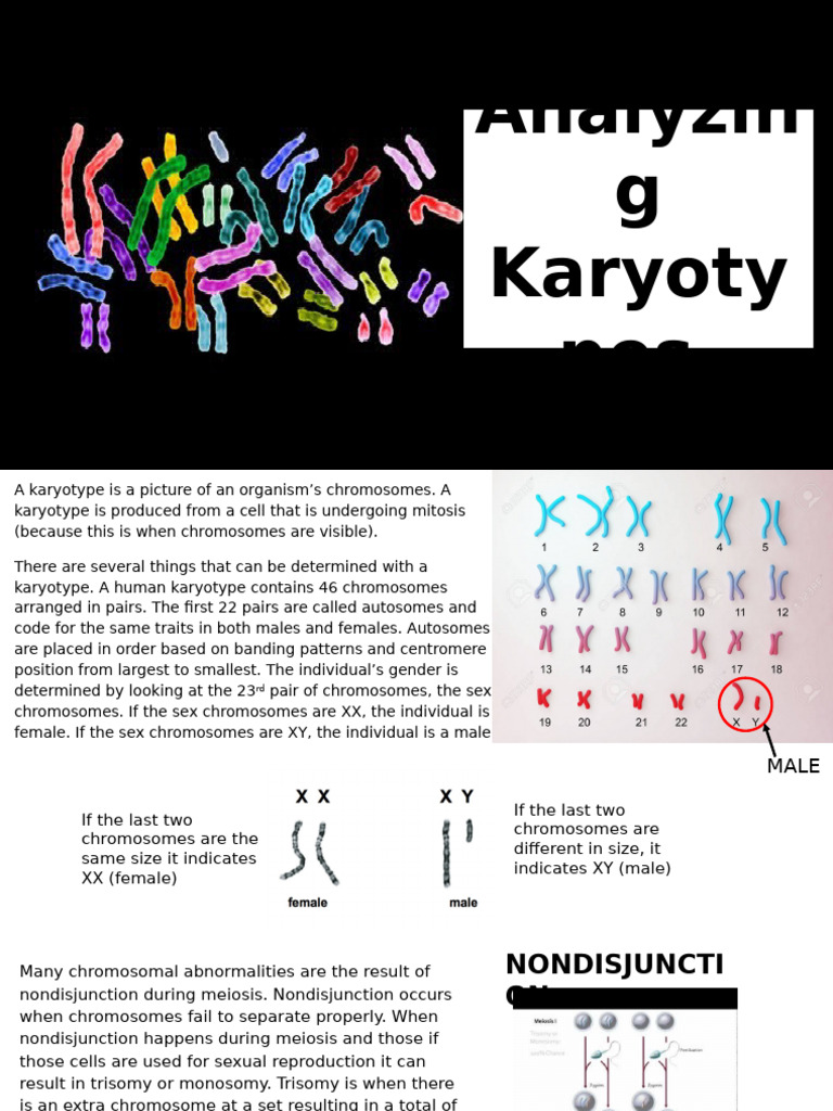 Analyzing Karyotypes Bowen (1) | PDF | Karyotype | Chromosome