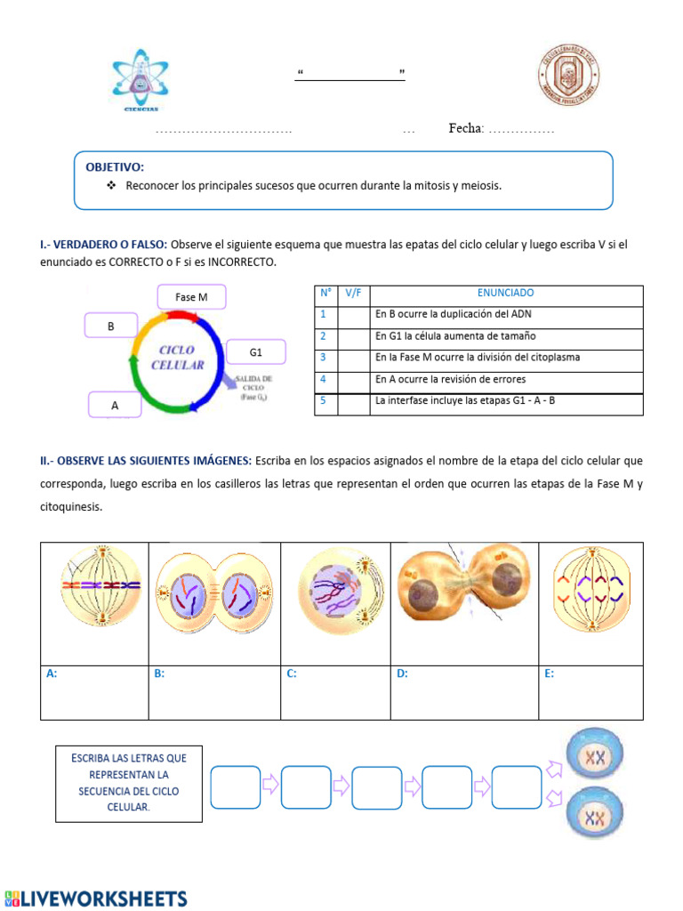 Ficha Meiosis y Mitosis | PDF | Mitosis | Mitosis
