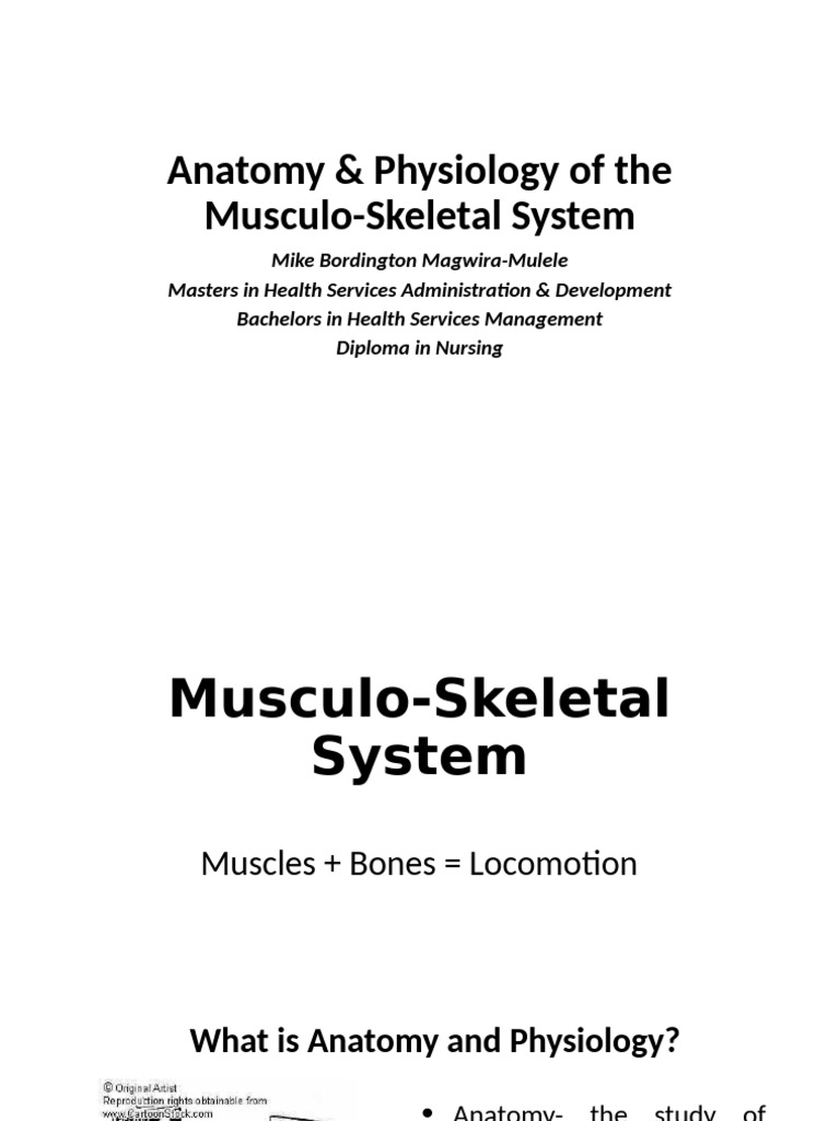 Anatomy of the Musculoskeletal System | PDF | Bone | Skeletal Muscle