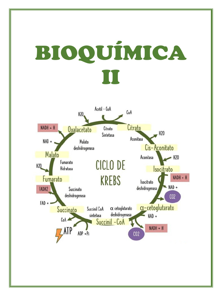 Bioquímica Ii | PDF