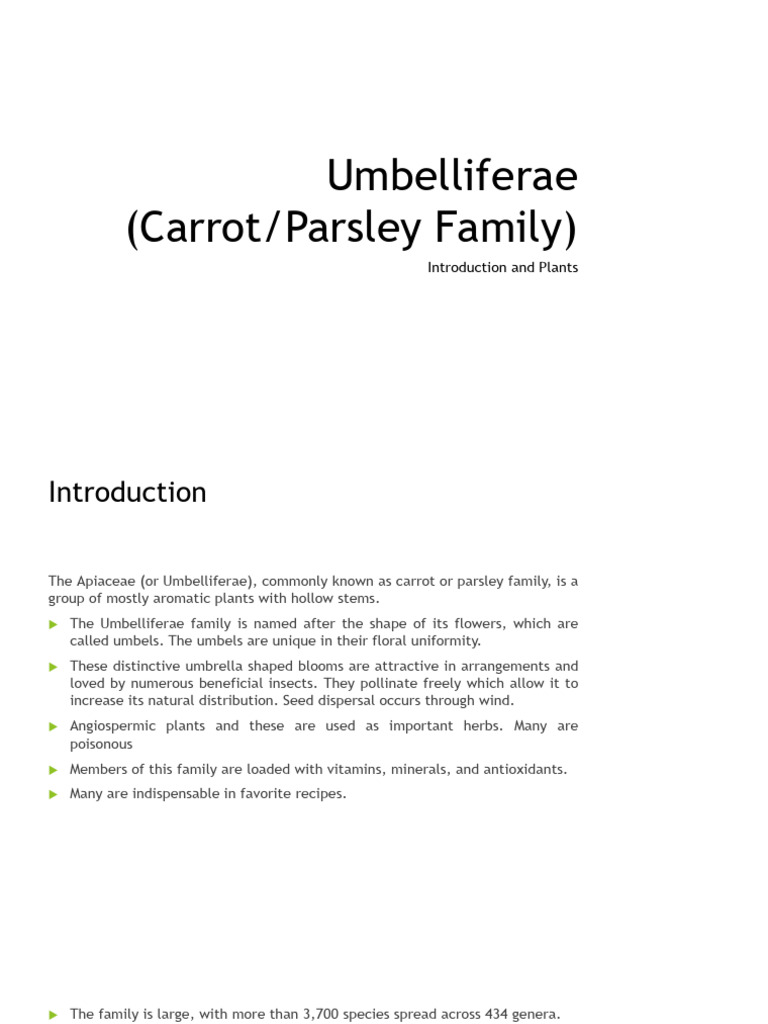 Umbelliferae | PDF