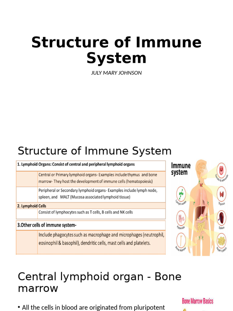 Structure of Immune System | PDF | Lymph Node | Macrophage