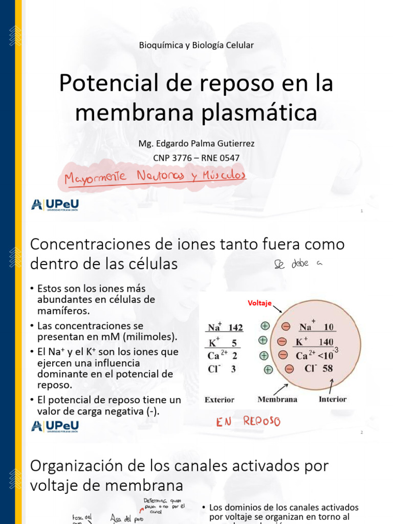 Potencial de reposo en membranas celulares | PDF | Potencial de ...