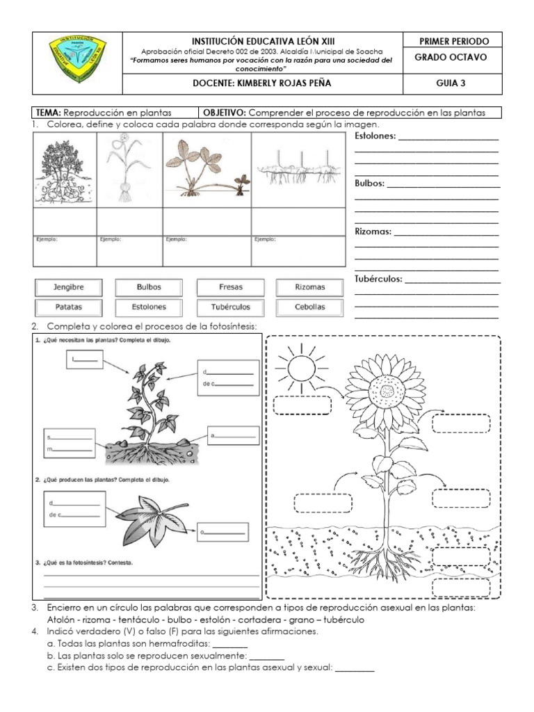 Guia 3. Reproduccion en Plantas Octavo | PDF | Reproducción | Plantas