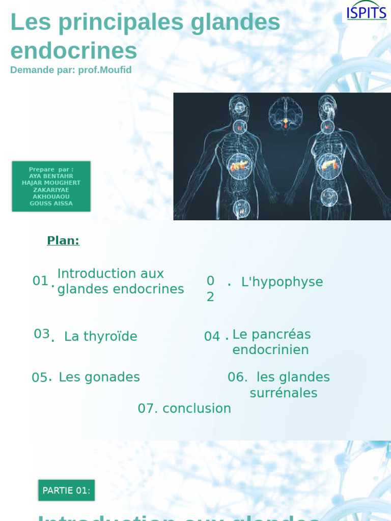 Principales glandes endocrines humaines | PDF | Hypophyse | Thyroïde