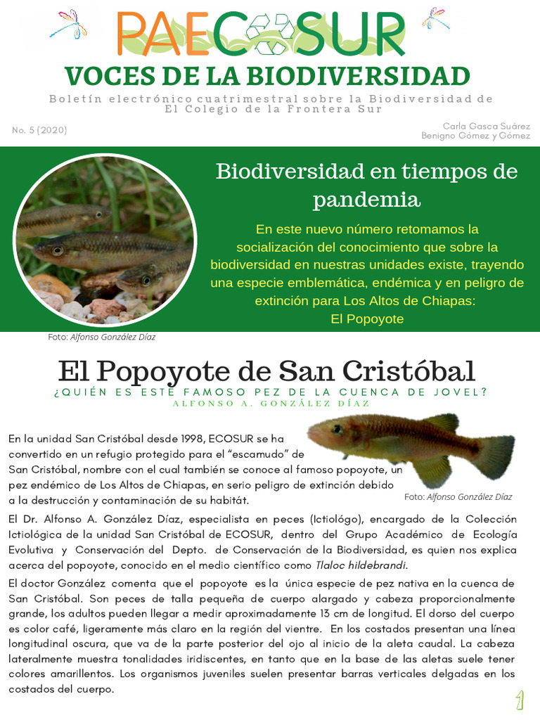 El Popoyote: Especie en Peligro en Chiapas | PDF