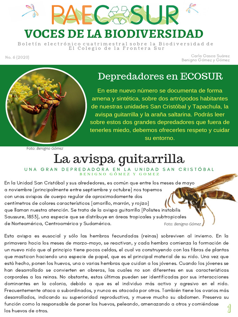Avispas y Arañas: Biodiversidad Local | PDF | Avispa | Zoología
