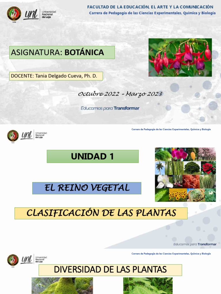 Clasificación del Reino Vegetal | PDF | Plantas | Espora