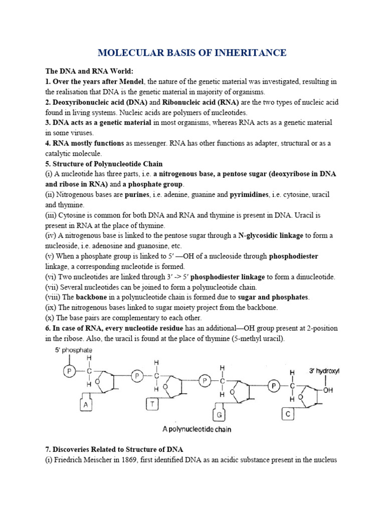 Molecular Basis of Inheritance Explained | PDF | Rna | Dna