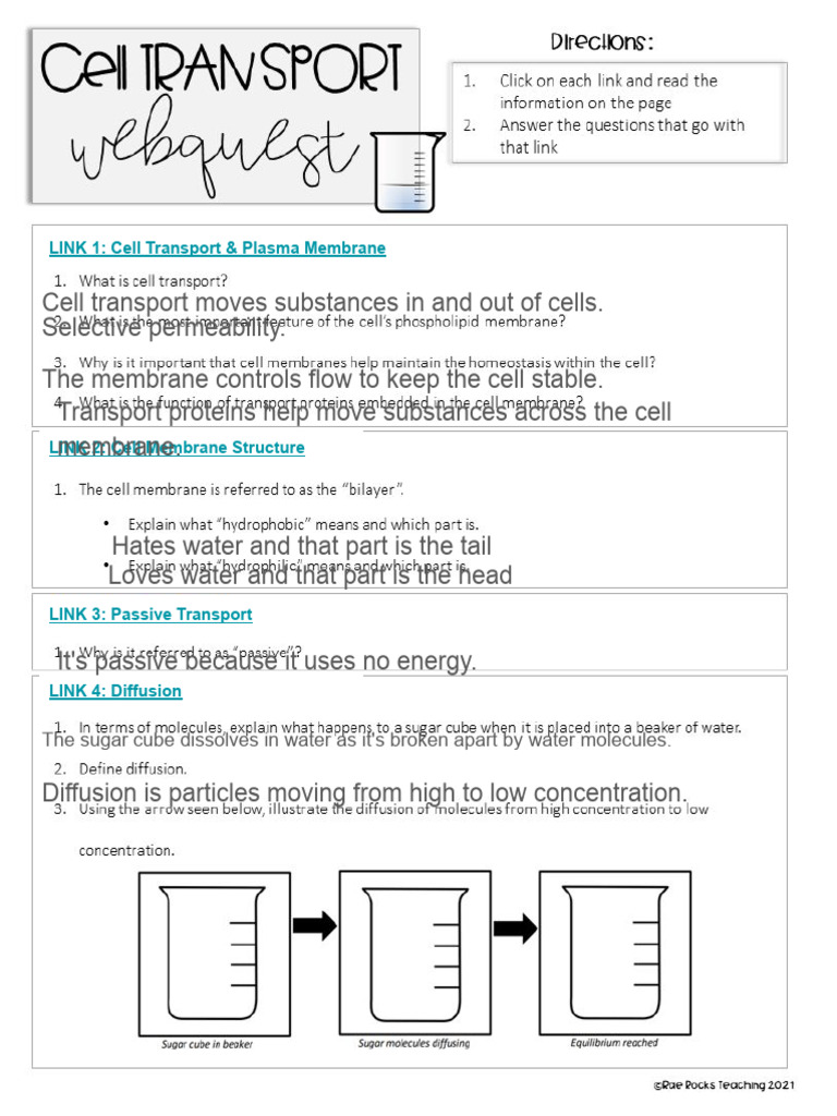 Cell Transport Webquest | PDF