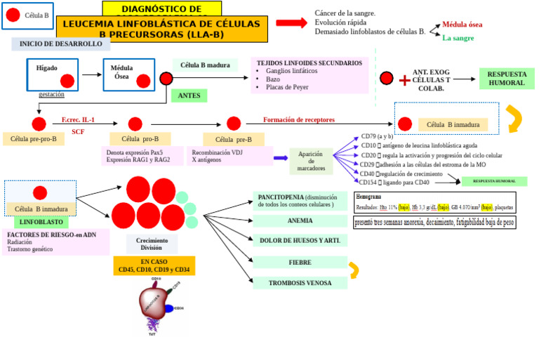 Leucemia Linfoblástica de Células B Precursoras (Lla-B) | PDF ...