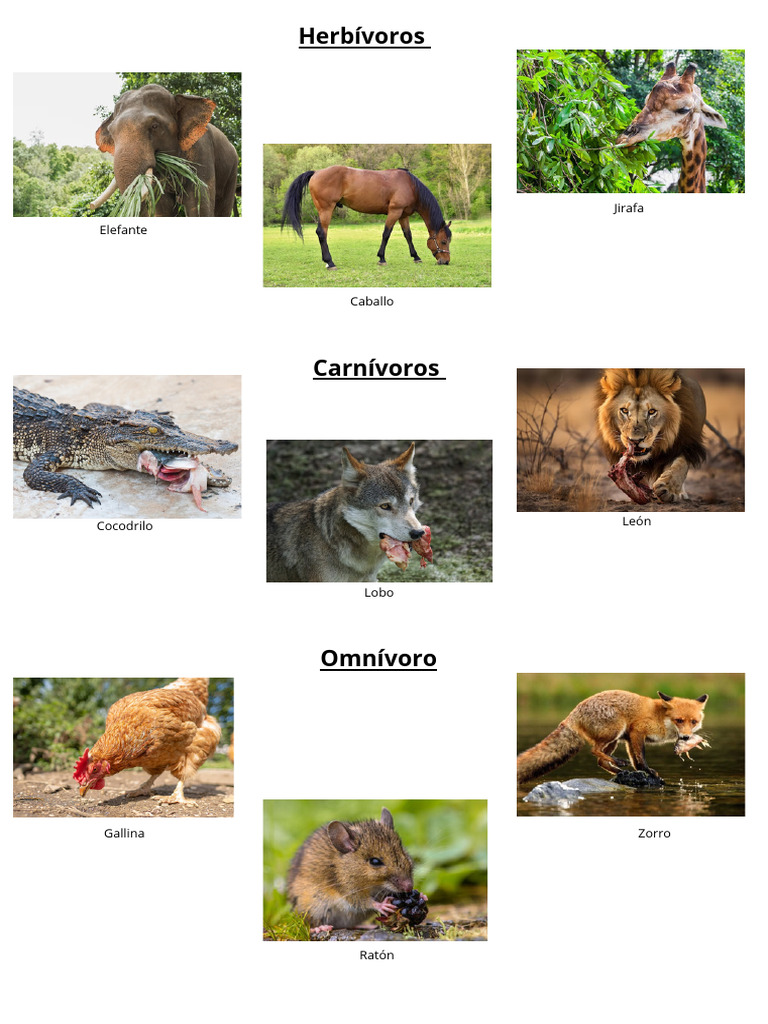 Clasificación de Animales: Herbívoros, Carnívoros y Omnívoros | PDF