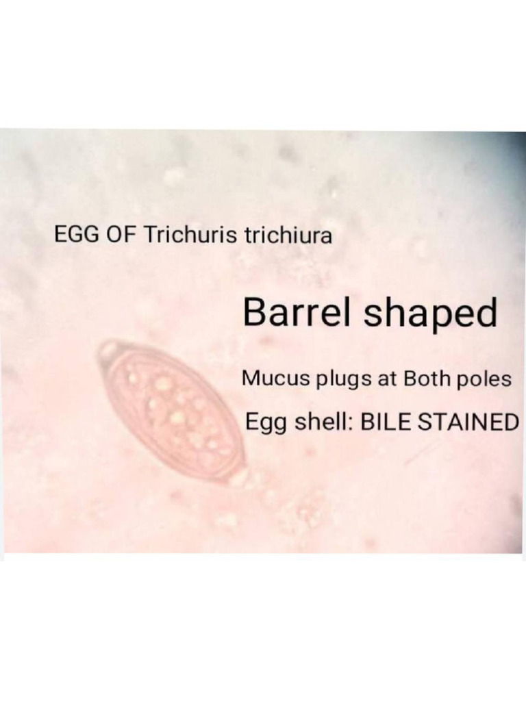 Parasitology | PDF