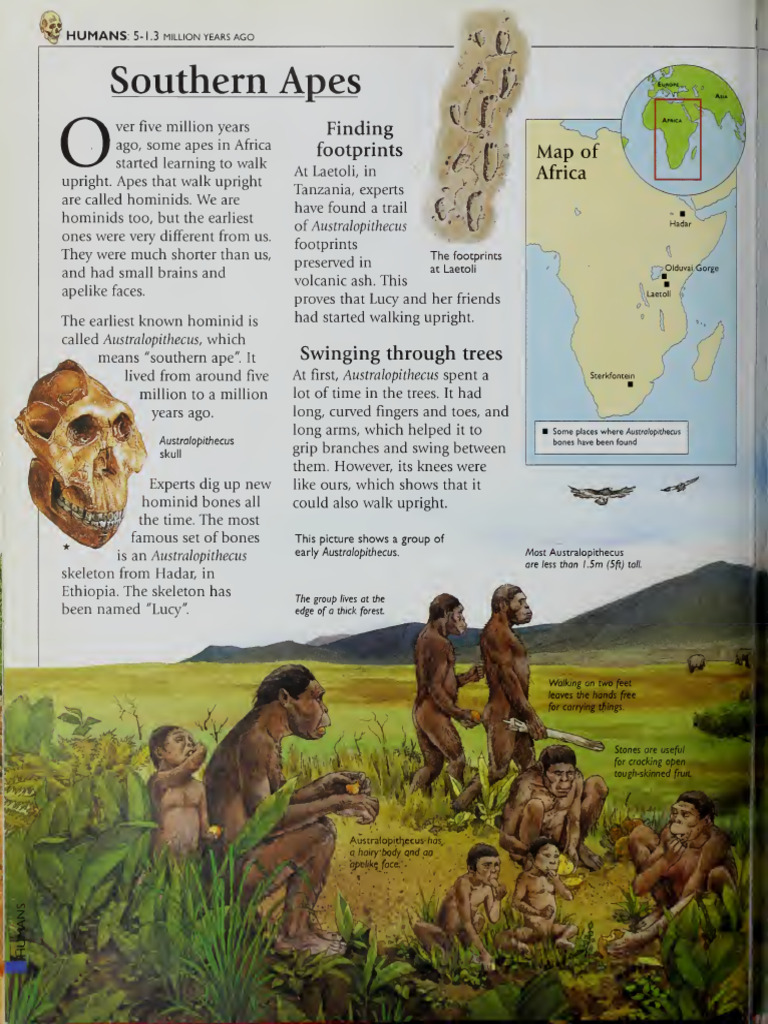 UNIT 2 PREHISTORY (First Half) | PDF | Homo | Lucy (Australopithecus)