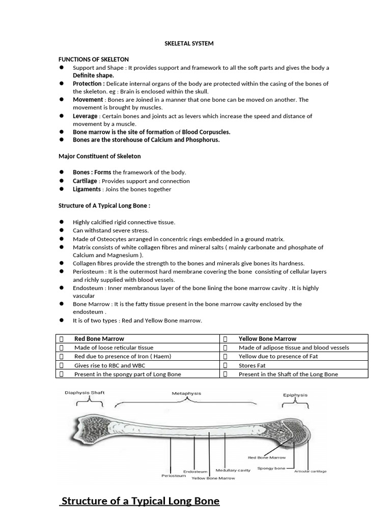 Human Skeletal System Overview | PDF | Bone | Skeleton