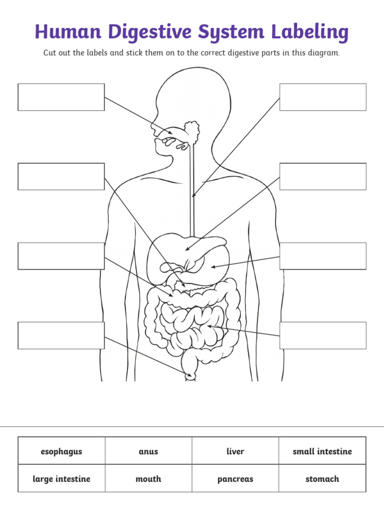 Us2 S 156 Human Digestive System Labeling Activity Sheet English | PDF