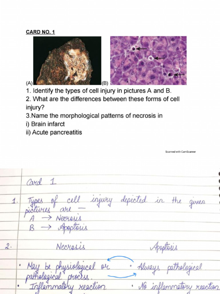 Pathology Cards - 230207 - 204821 - 241004 - 145737 | PDF