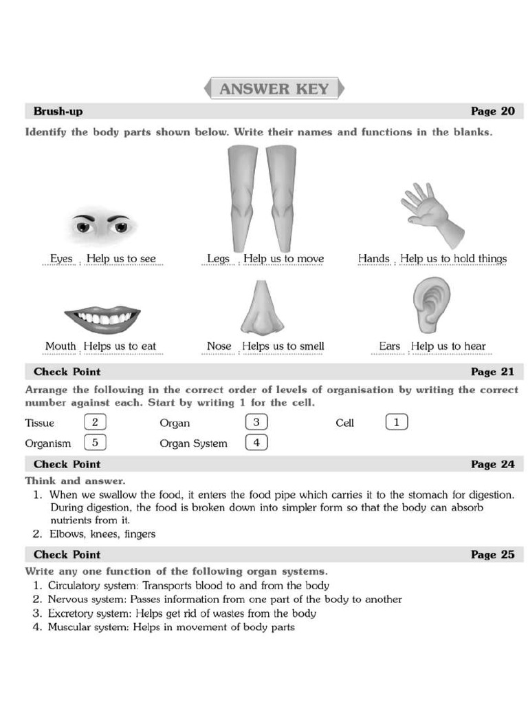 The Human Body | PDF