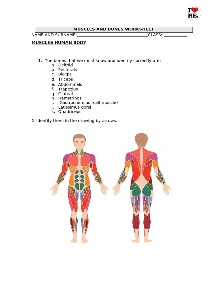 Unit 1 Muscles and Bones Worksheet | PDF