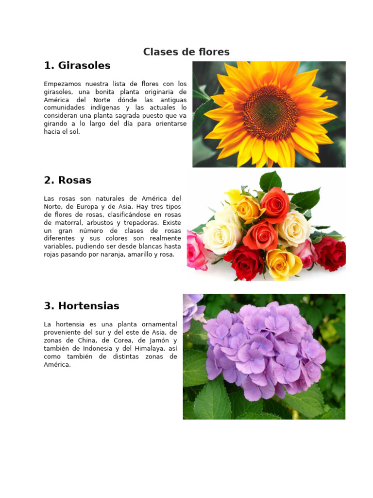 Tipos y Clases de Flores Comunes | PDF | Rosa | Tulipán