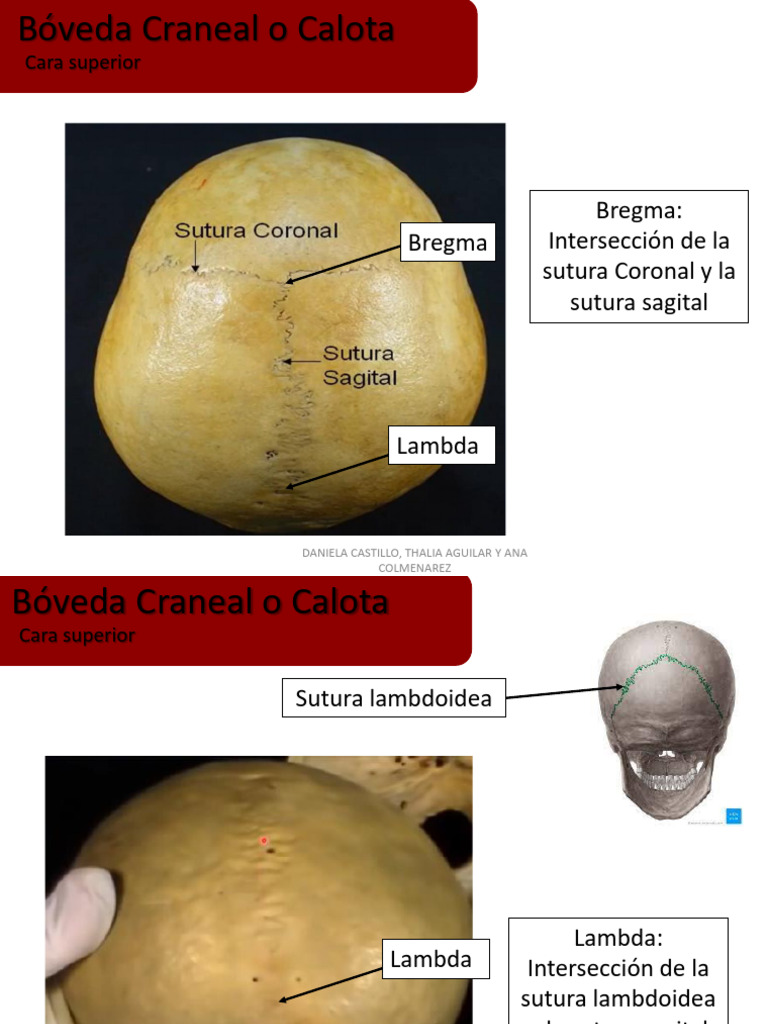 Cabeza Ósea | PDF | Cabeza y cuello humanos | Otorrinolaringología