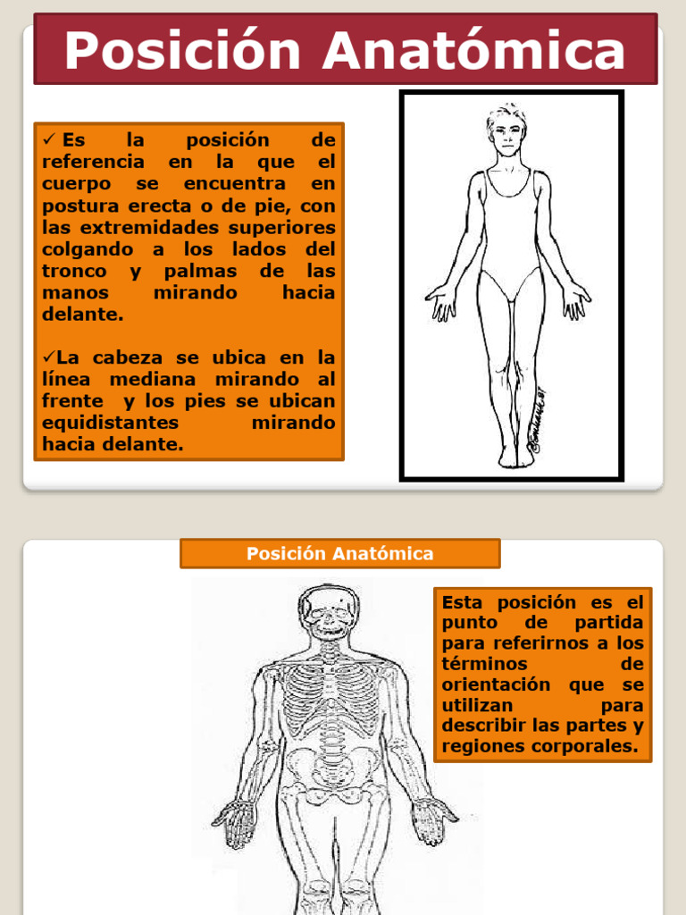 Guía sobre la Posición Anatómica | PDF | Términos anatómicos de ubicación