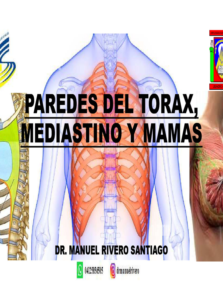 PAREDES DEL TORAX, MEDIASTINO Y MAMAS | PDF | Tórax | Abdomen