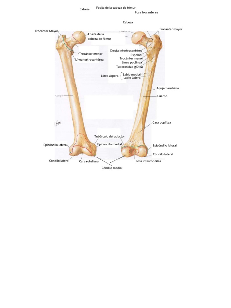 Anatomía del fémur: estructuras clave | PDF