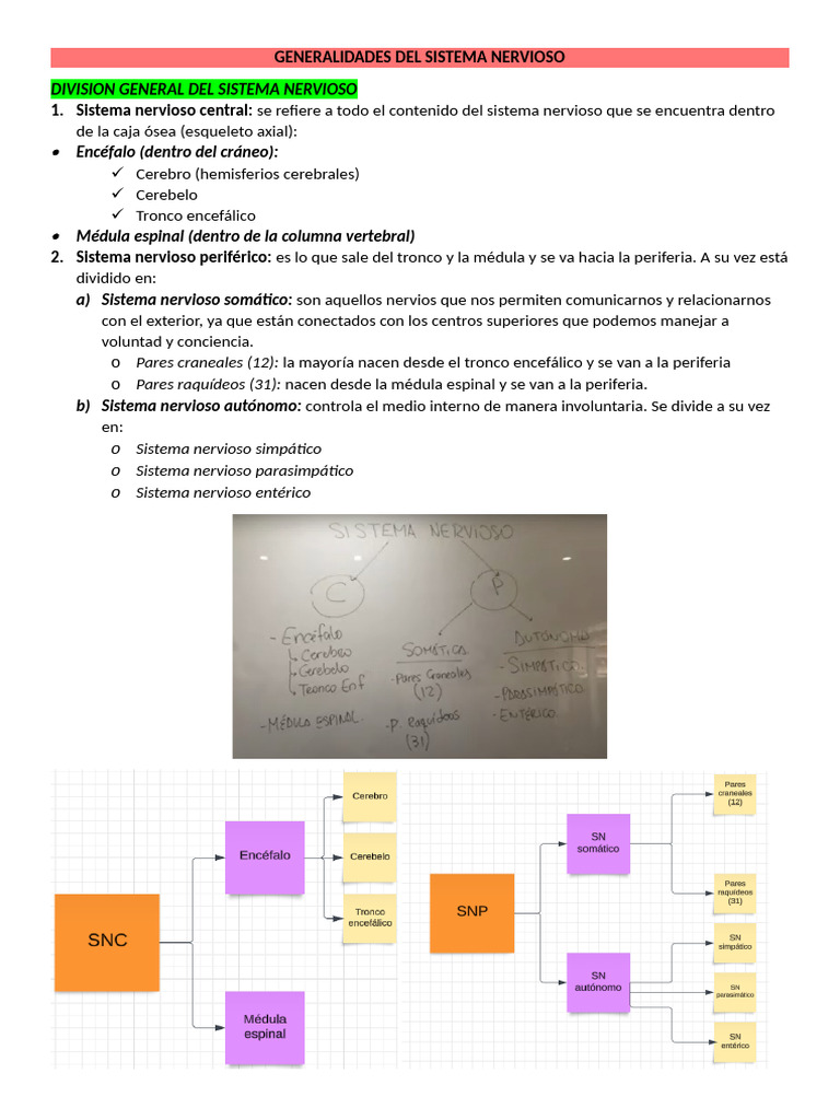 Generalidades Del Sistema Nervioso | PDF | Médula espinal | Sistema nervioso central