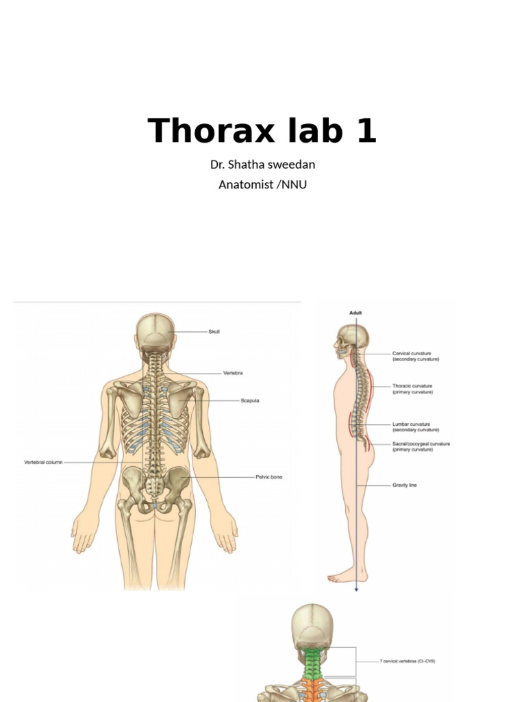 Thorax Anatomy Lab Overview | PDF