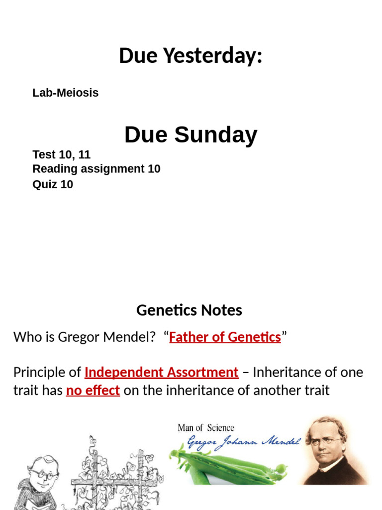 Mendelian genetics | PDF | Dominance (Genetics) | Genotype