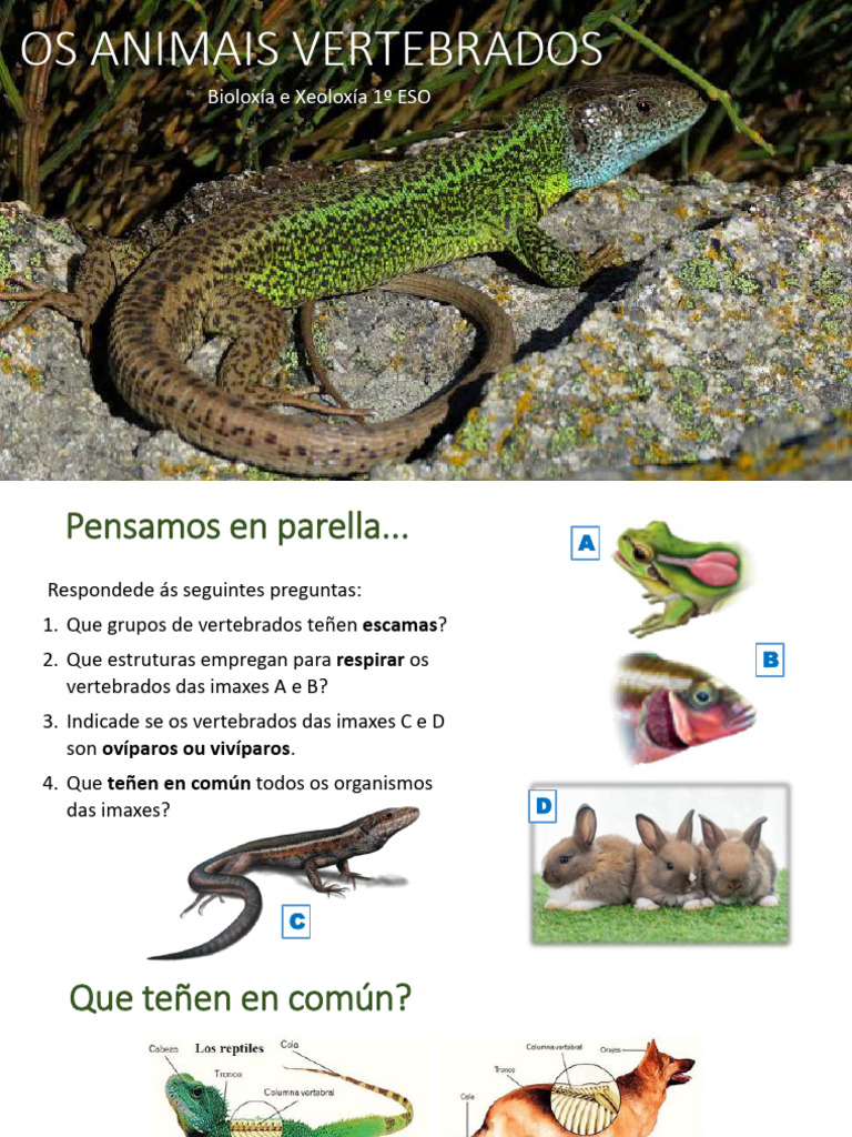 Presentación Tema 4 - Animais Vertebrados | PDF