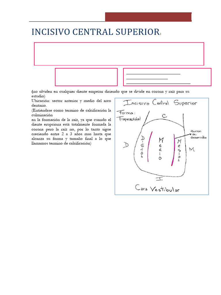 Incisivos y Canios | PDF | Ramas de Odontología | Boca