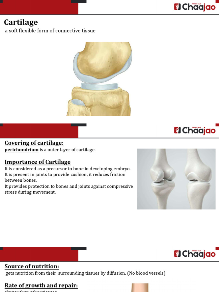Cartilages and Human Skeleton | PDF | Cartilage | Vertebral Column