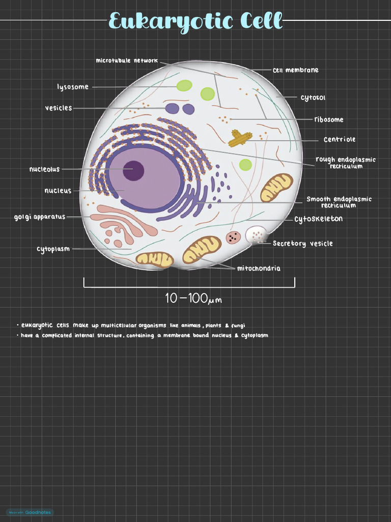 Eukaryotic Cells As Level | PDF