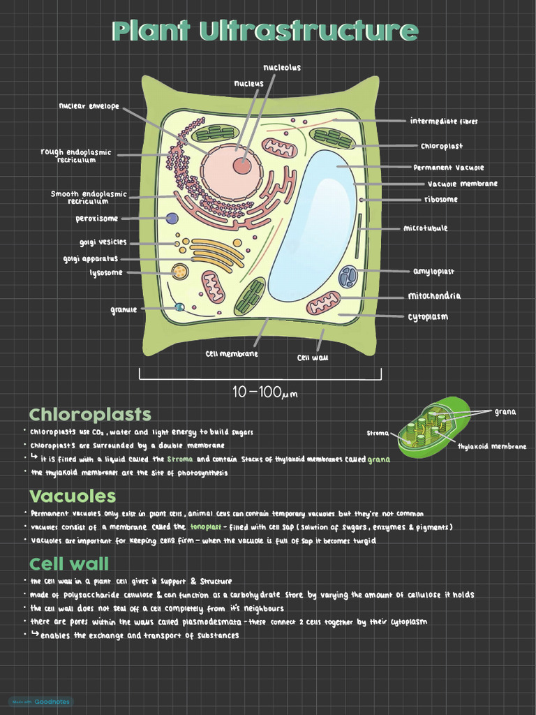 Plant Cell Ultrastructure Overview | PDF | Chloroplast | Cell (Biology)