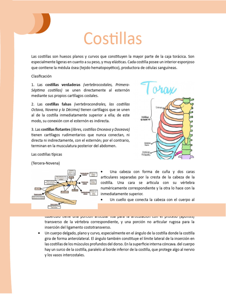 Diferencias entre costillas típicas y atípicas | PDF | Sistema ...