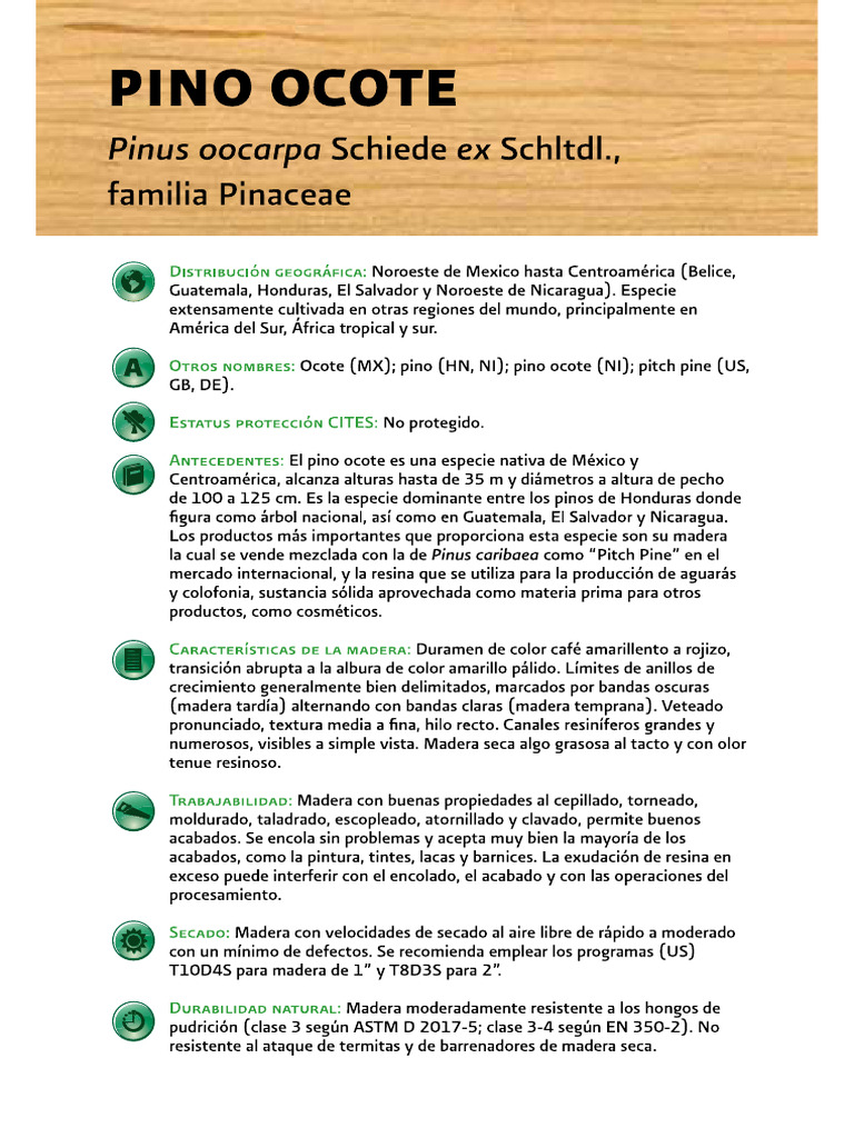 Ficha Pino Ocote | PDF