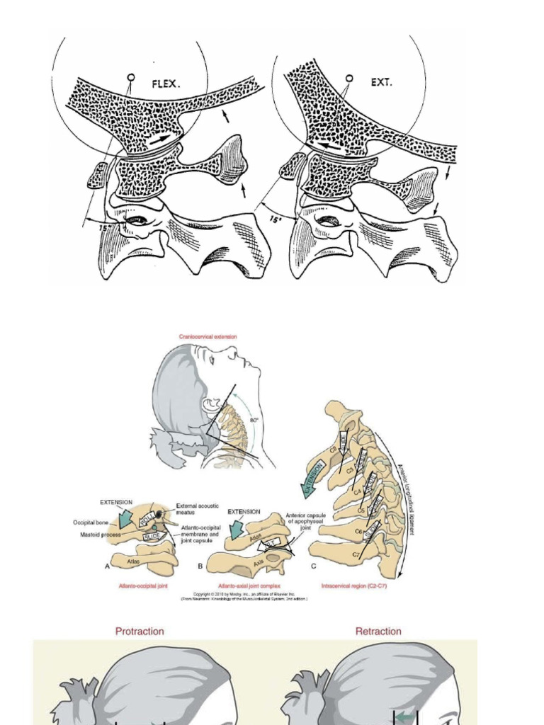 Cervical Kinesiology | PDF