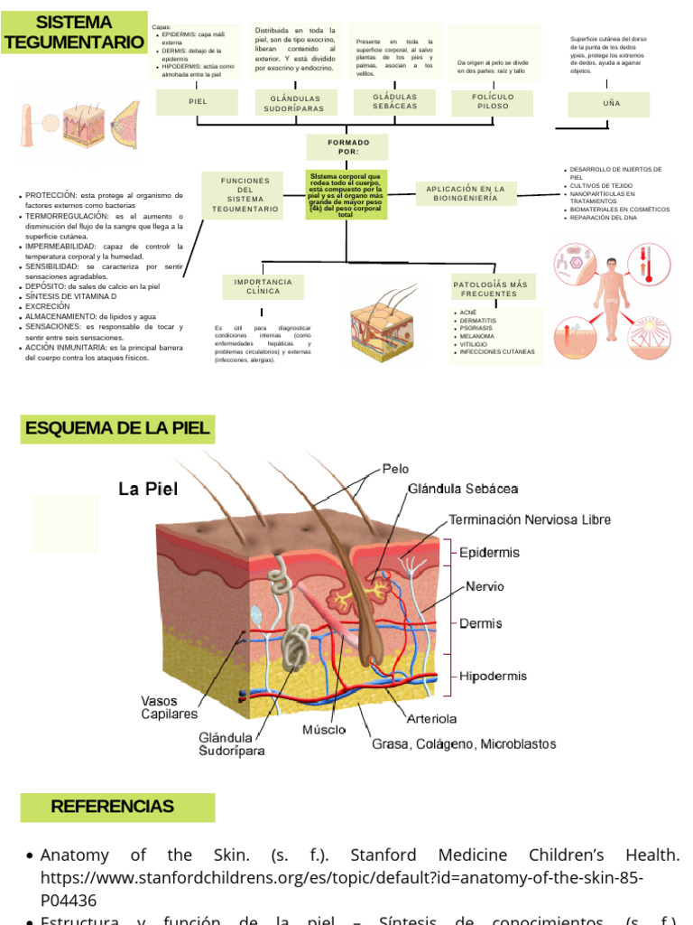 Matas_Molina_373379_Sistema tegumentario_20240906_113601_0000 | PDF | Piel | Sistema tegumentario