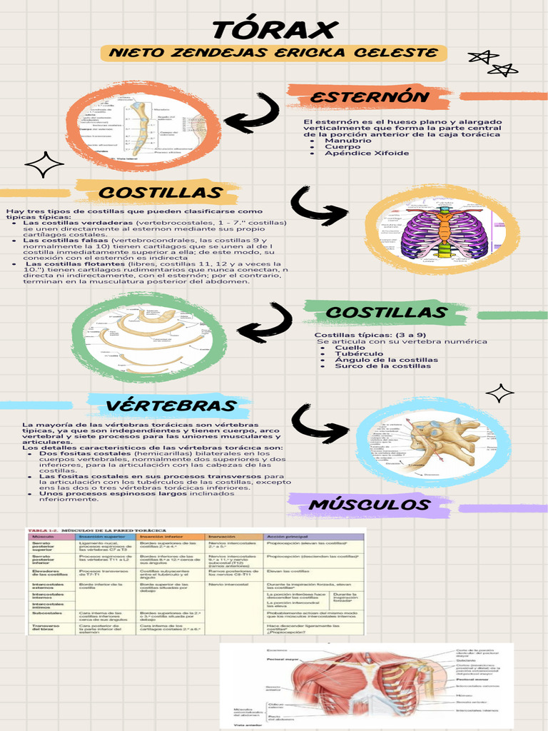 Tórax MORFO | PDF | Vértebra | Tórax