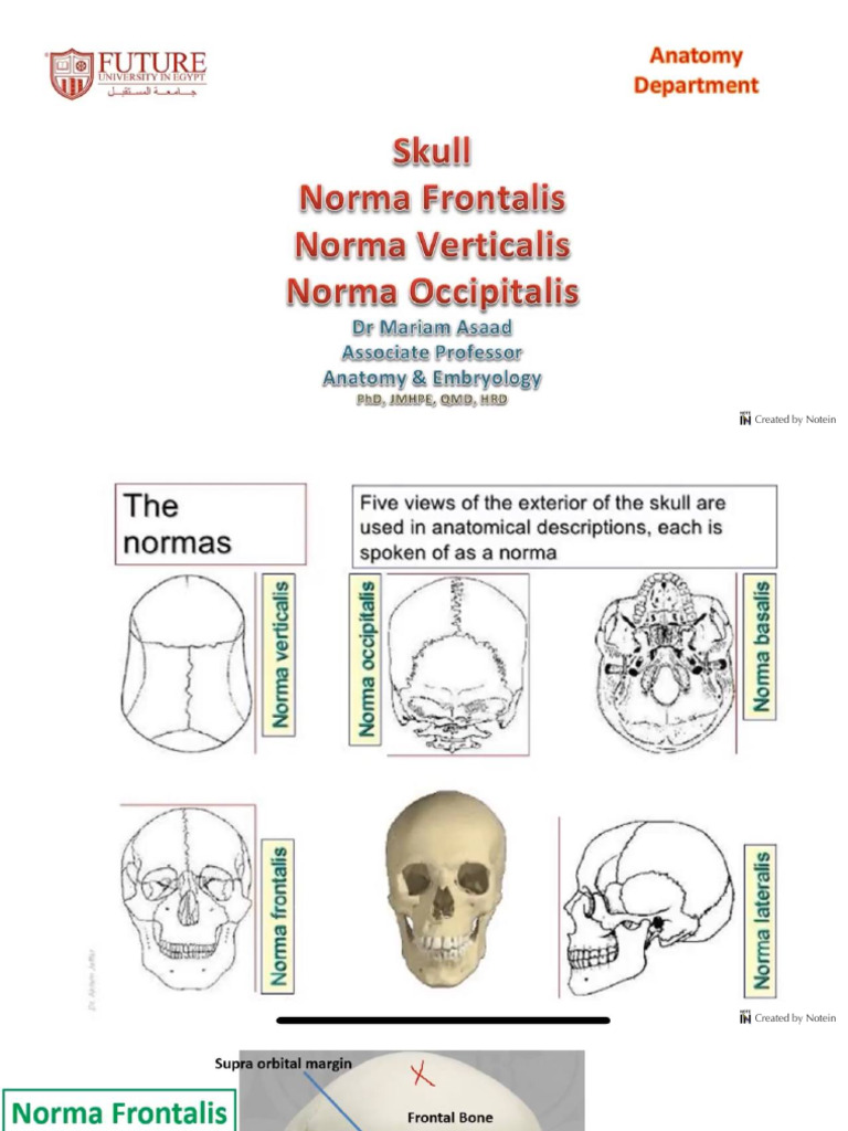 Anatomy 1st | PDF