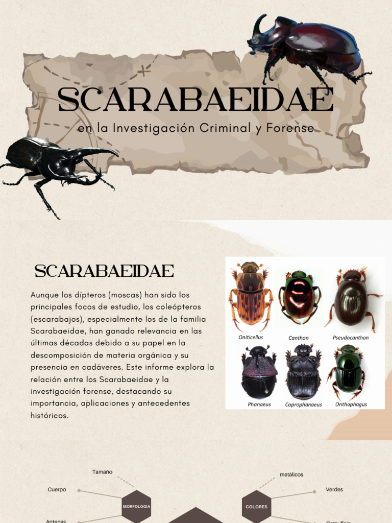 Scarabaeidae - ACTUALIZADO | PDF