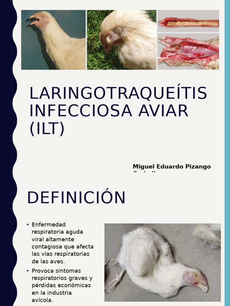Laringotraqueítis Infecciosa Aviar: Guía | PDF | Virus | Medicina CLINICA